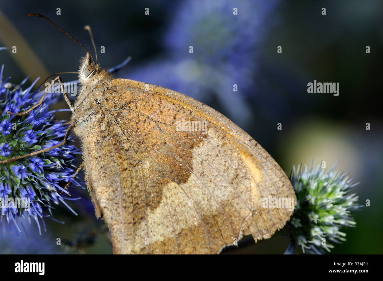 Meadow Brown Butterfly Stock Photo - Alamy