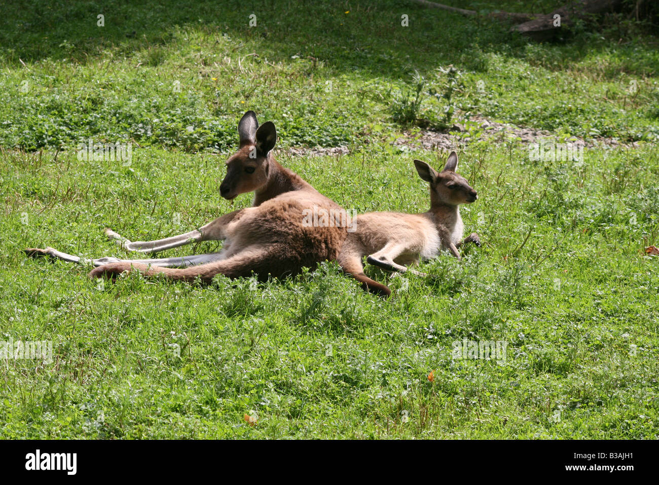 Western Grey Kangaroo (Macropus Fuliginosis) [Chester Zoo, Chester ...