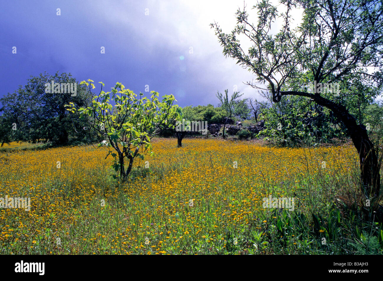 Beautiful spring scene in Portugal's Algarve just after rain ...