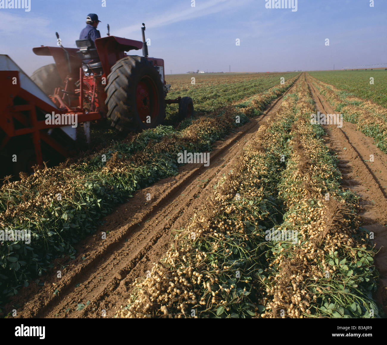 DIGGING FLO-RUNNER PEANUTS / OKLAHOMA Stock Photo - Alamy