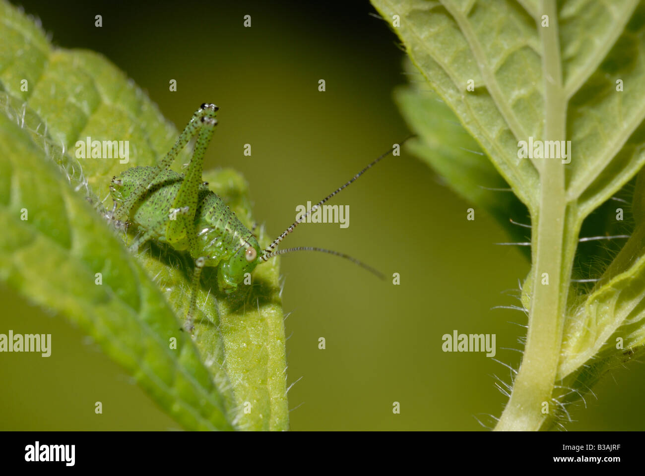 Speckled Bush Cricket Leptophyes punctatissima, Wales, UK Stock Photo ...