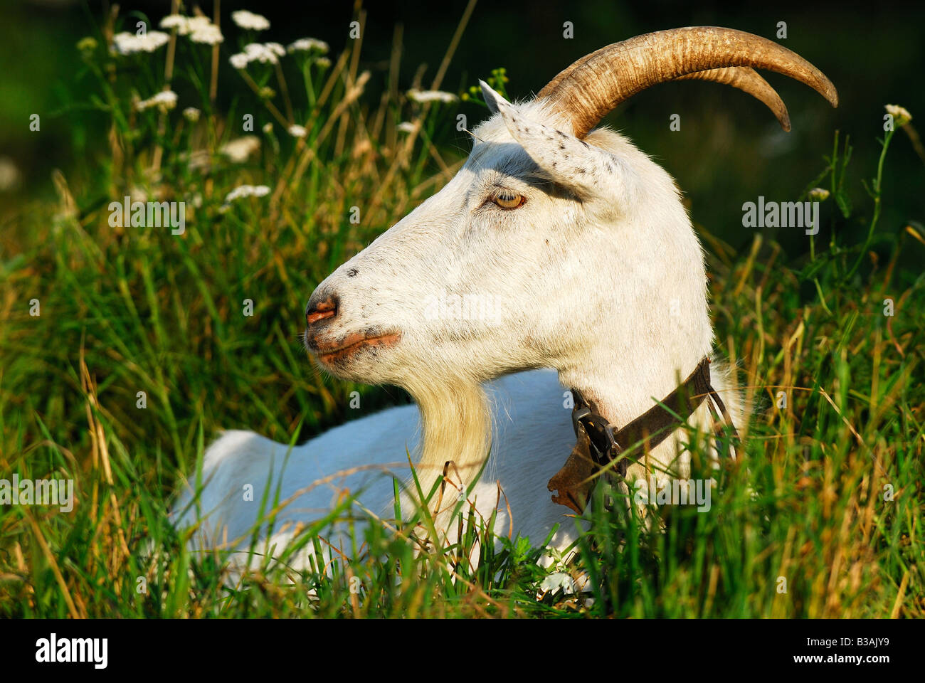 Portrait of Goat,farm and farming concept,animals, country, goat ...