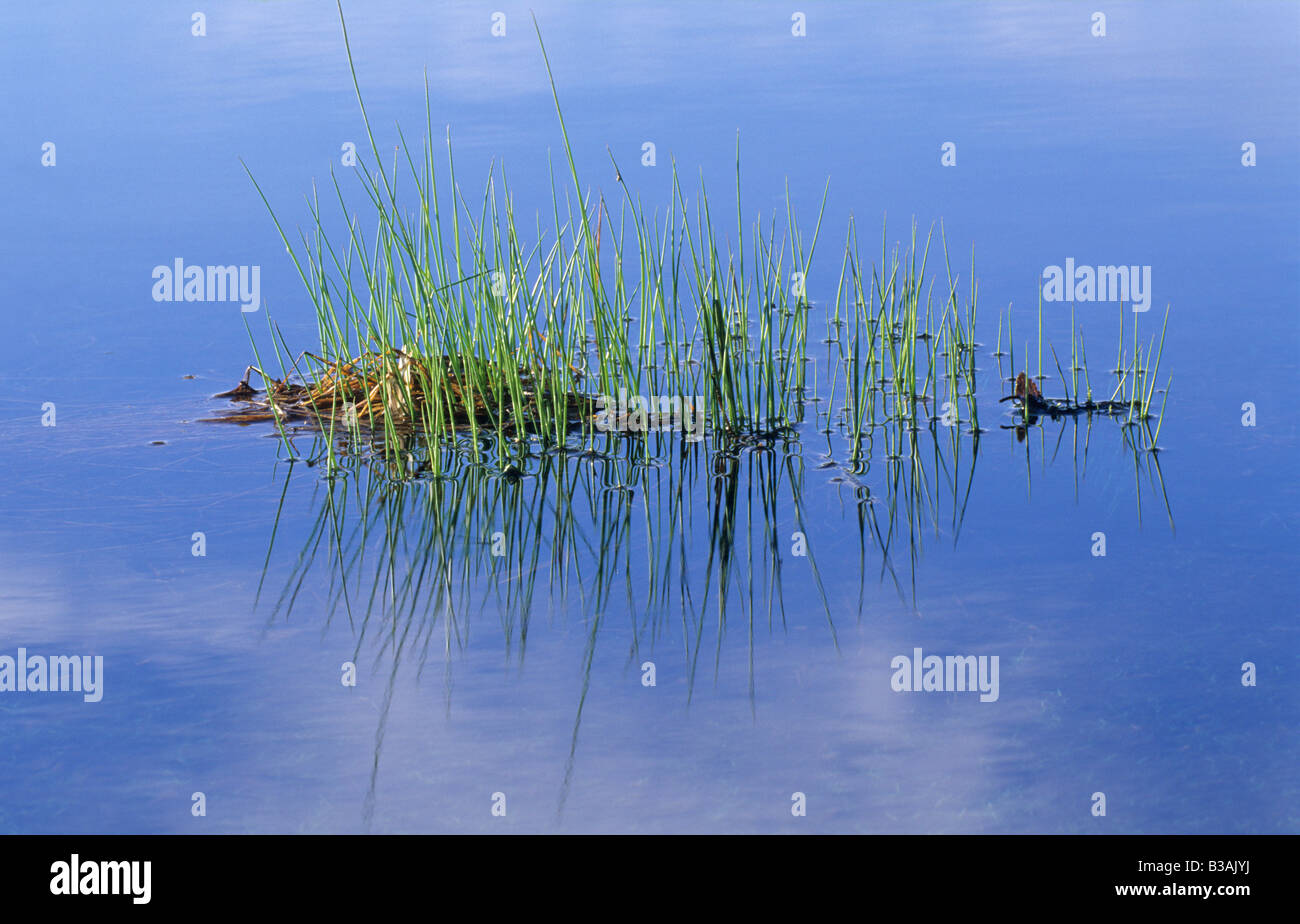 grass sprouts in a lake in Norway Stock Photo - Alamy