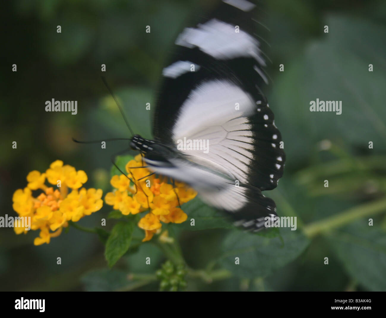 Fly movement hi-res stock photography and images - Alamy