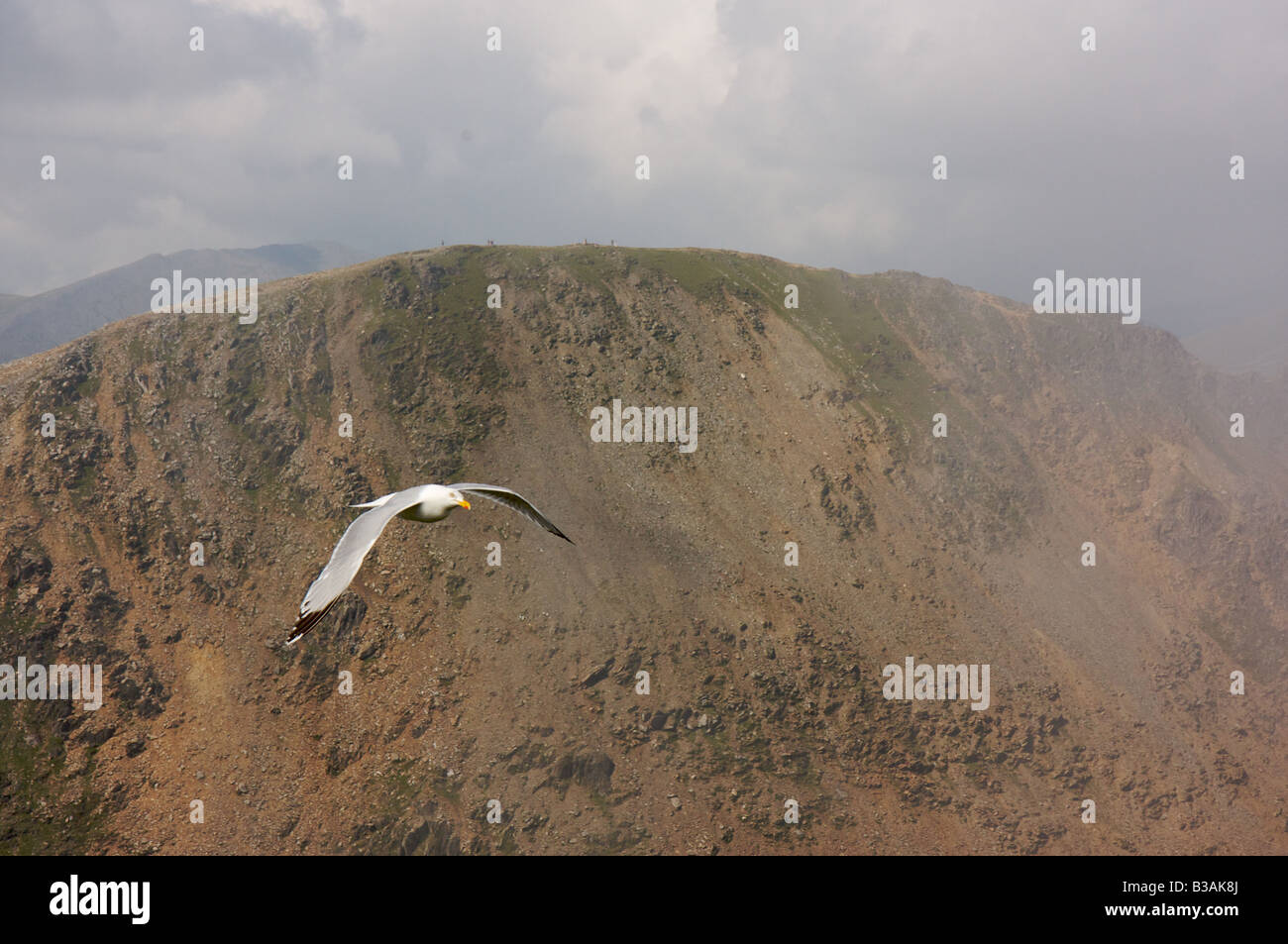 Bird flying over Mount Snowdon, Snowdonia, Wales, UK Stock Photo - Alamy