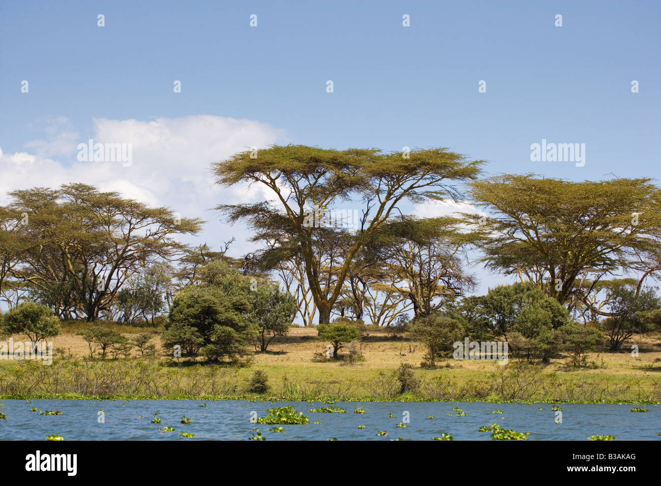 Lake Naivasha Great Rift Valley Kenya Africa Stock Photo - Alamy