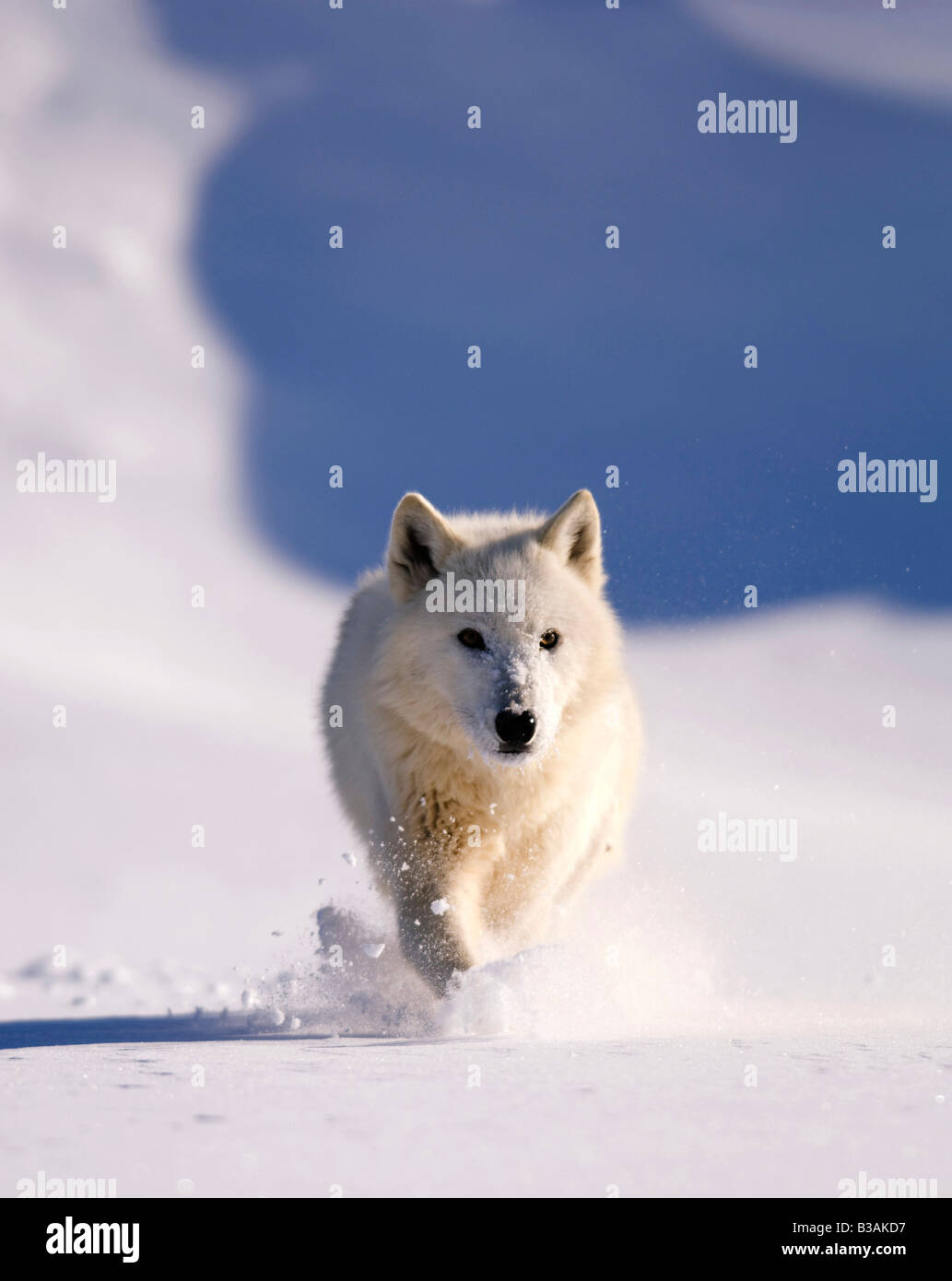 Arctic Wolf Stock Photos & Arctic Wolf Stock Images - Alamy