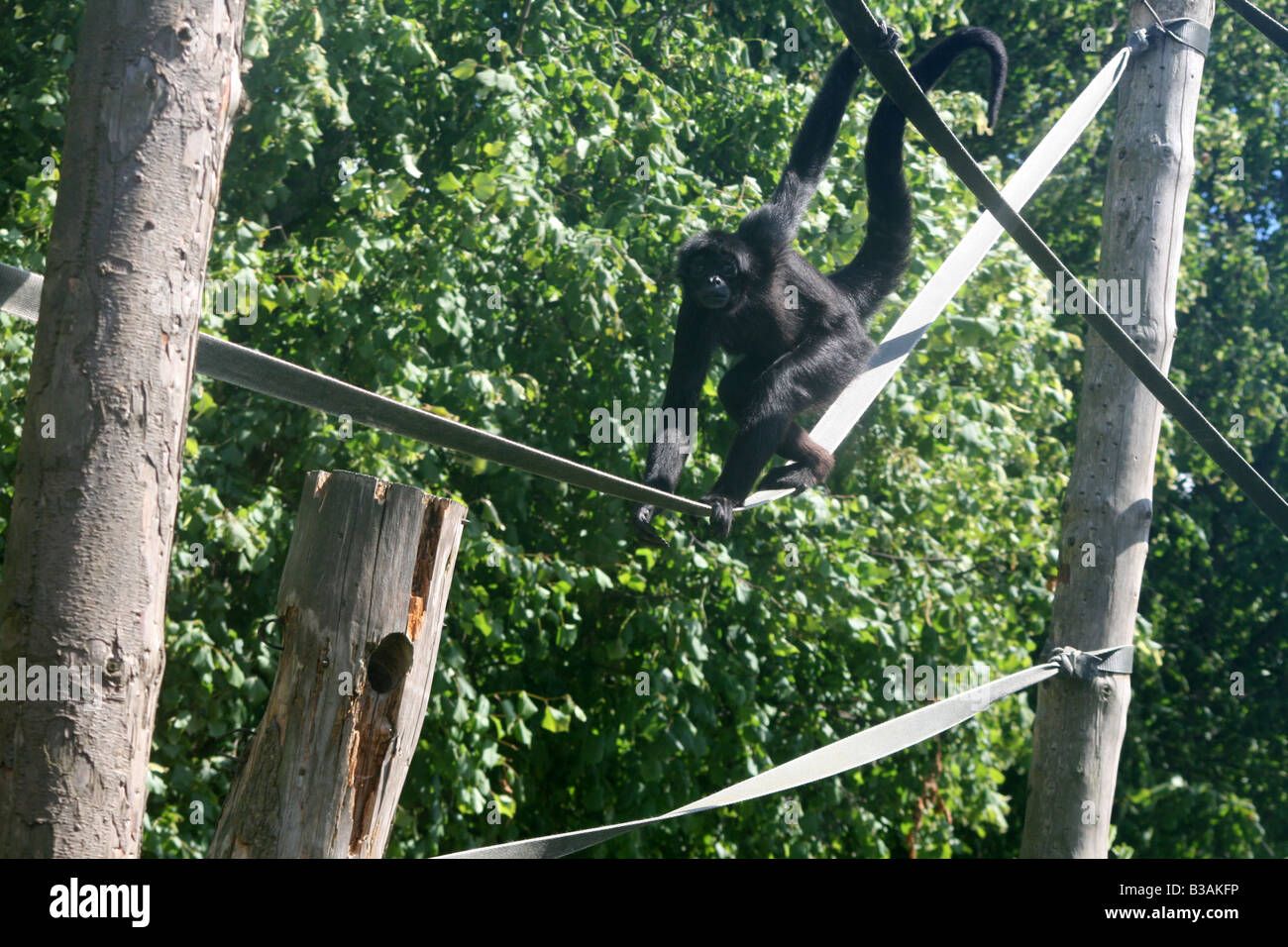 Colombian Black Faced Spider Monkey [Chester Zoo, Chester, Cheshire ...
