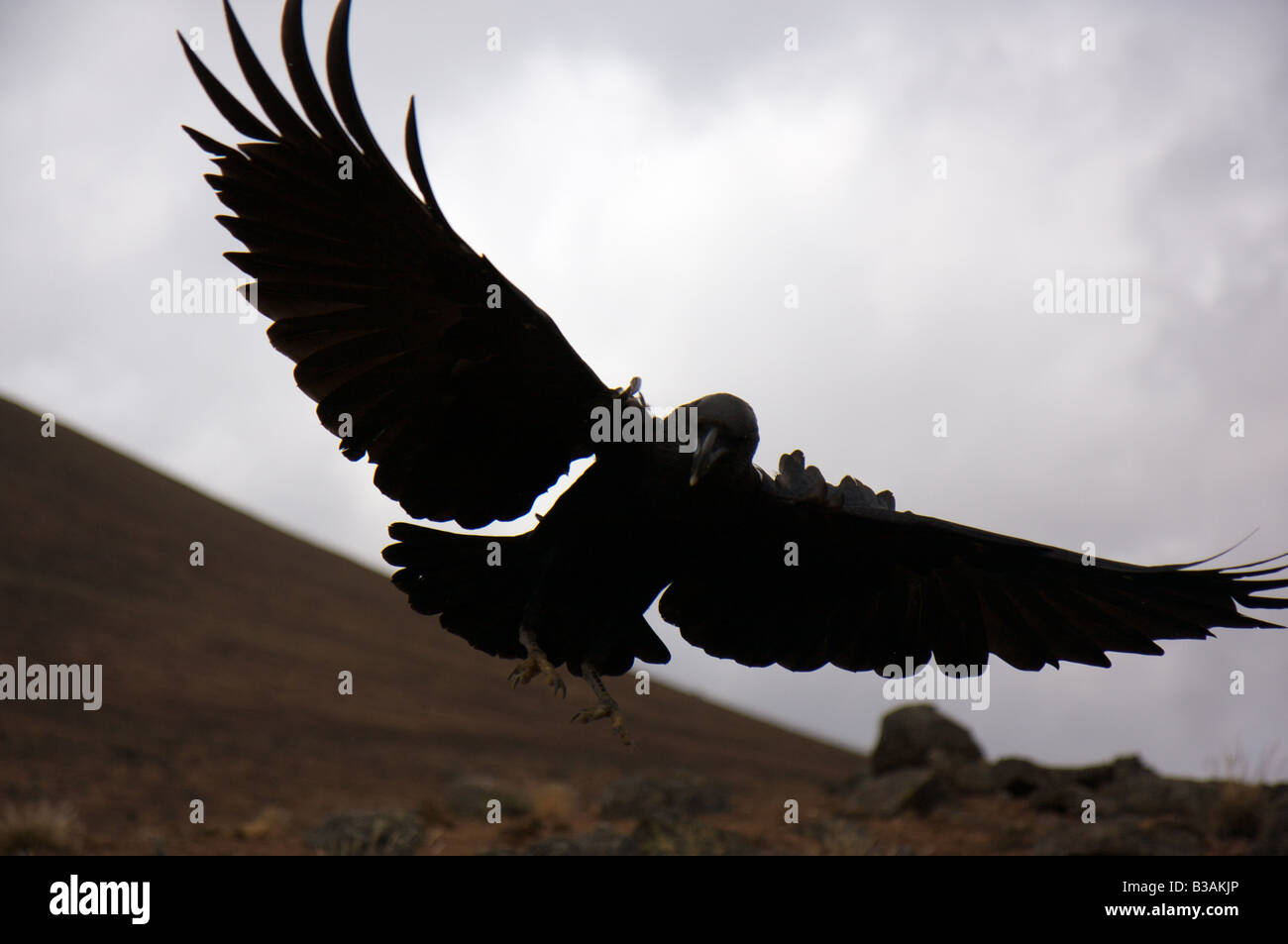 Raven bird front view hi-res stock photography and images - Alamy