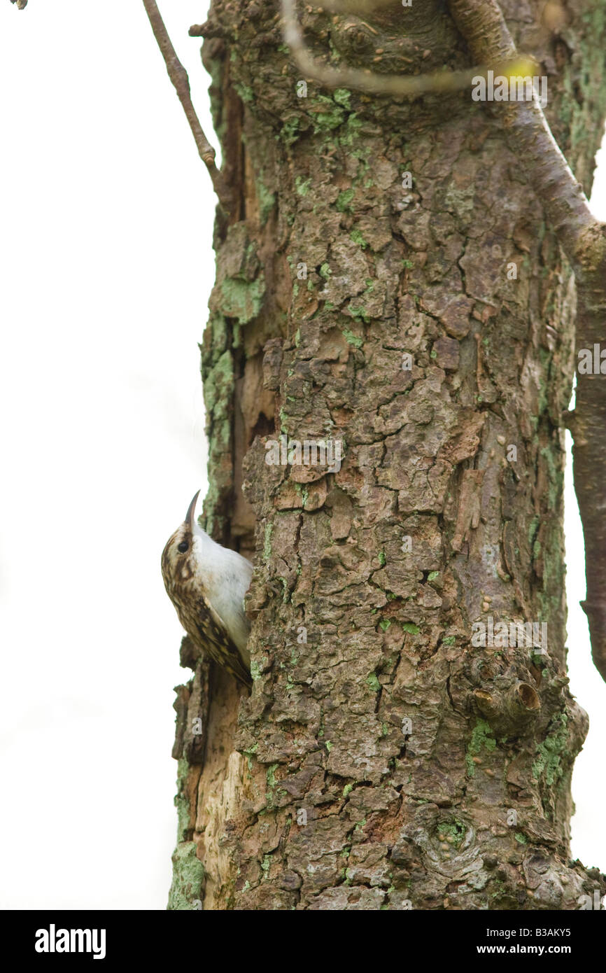 Certhia familiaris - Tree creeper exiting nest hole in tree, UK white ...