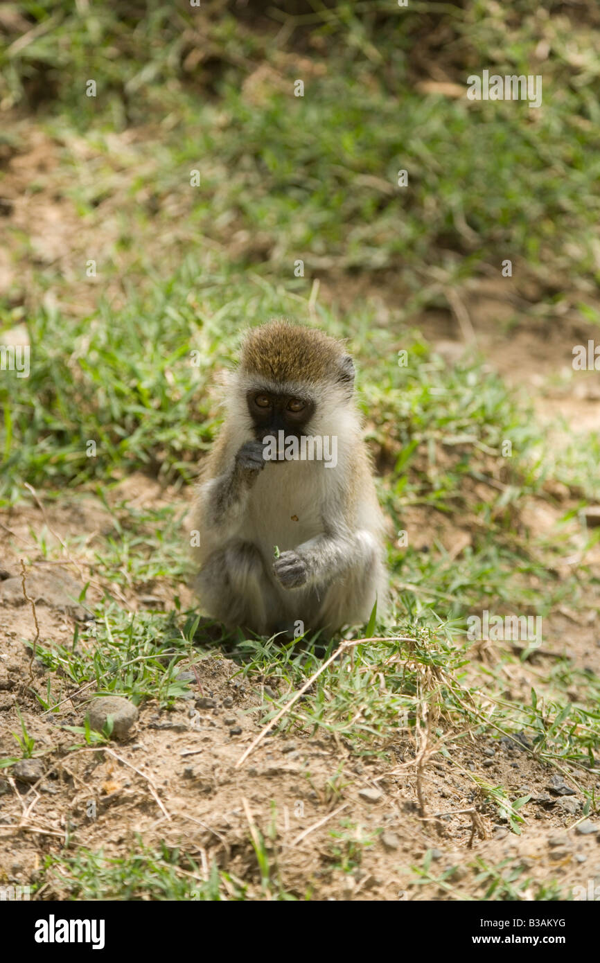 Vervet Monkey Lake Nakuru National Park Kenya East Africa Stock Photo ...