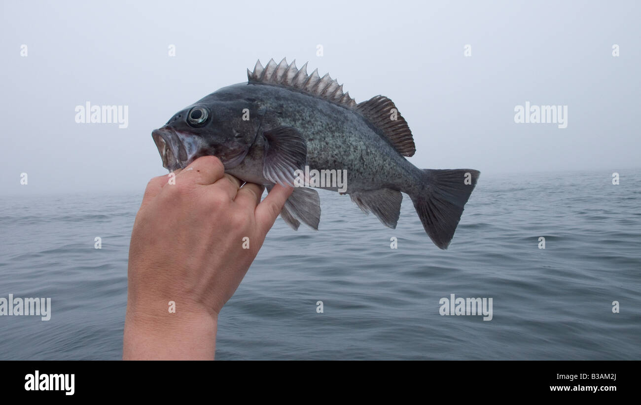 Rockfish species hi-res stock photography and images - Alamy