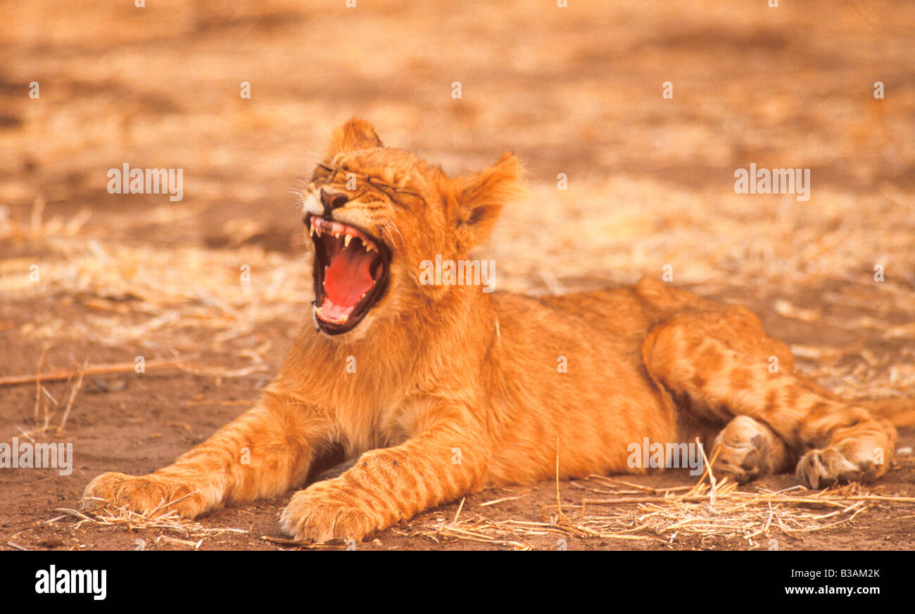 AFRICA, ZIMBABWE, Humerous Lion Cub yawning with mouth and teeth ...