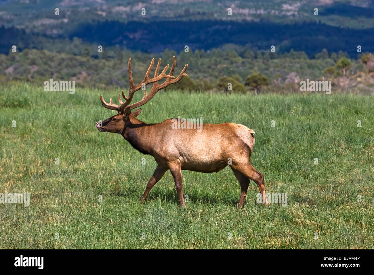 Bull Elk in a high mountain meadow in southern Colorado. Antler horns ...