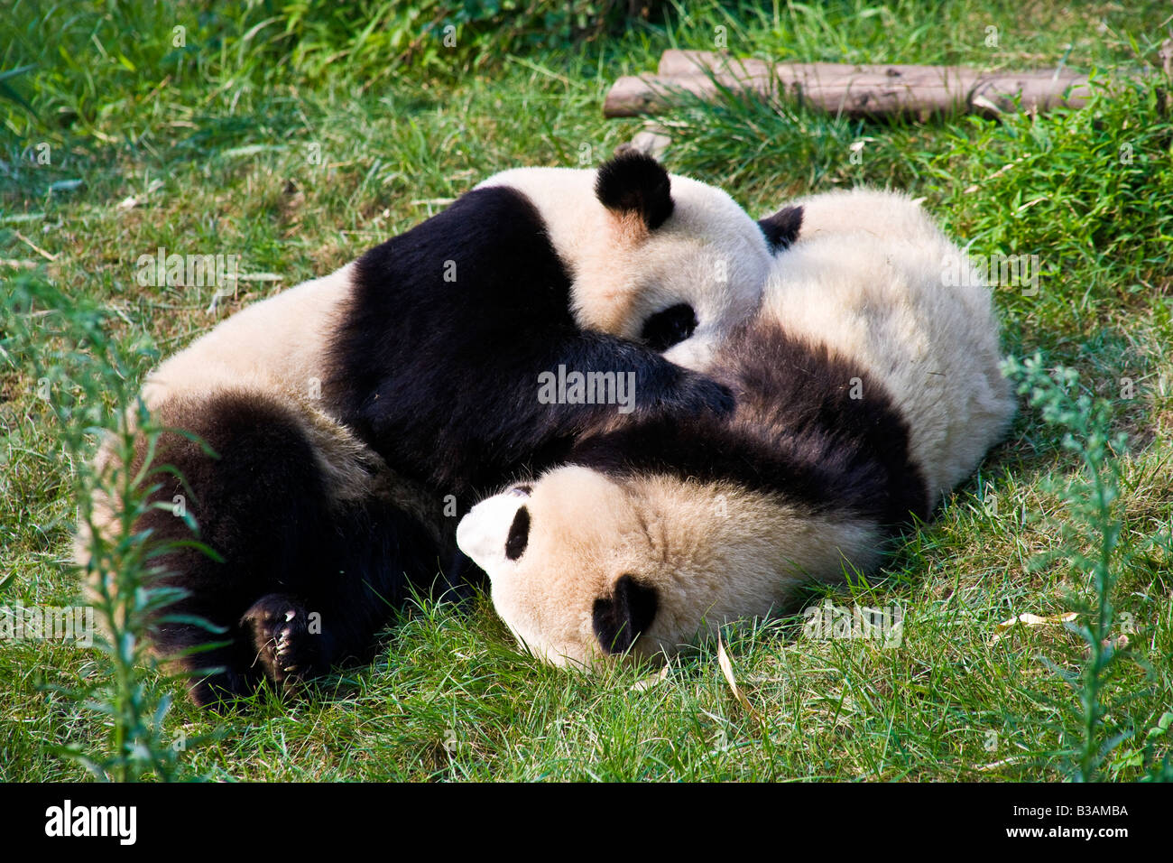 Two adult Giant Pandas playing at Chengdu Research Base of Giant Panda ...