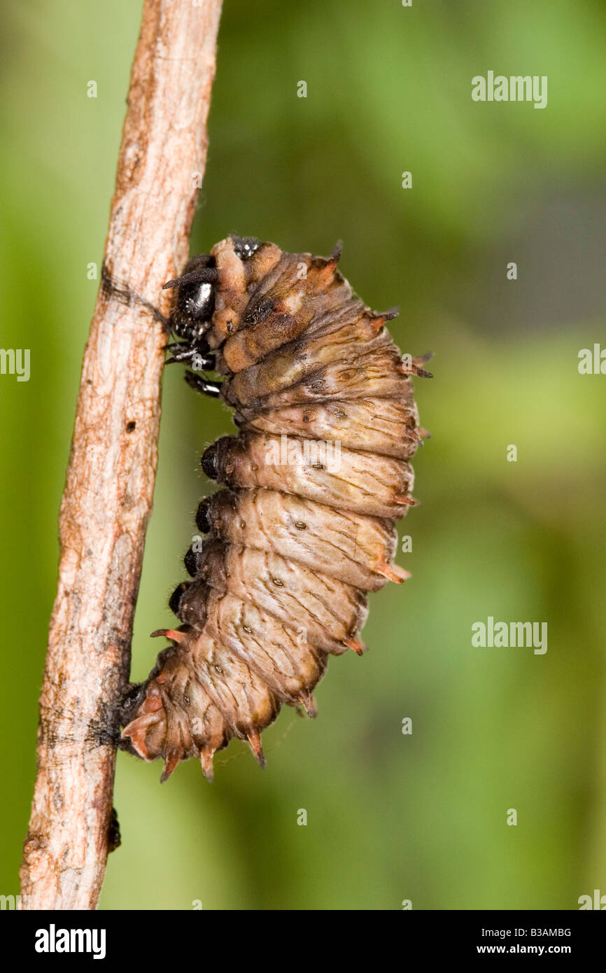 Polydamas Swallowtail Battus polydamas Stock Photo - Alamy