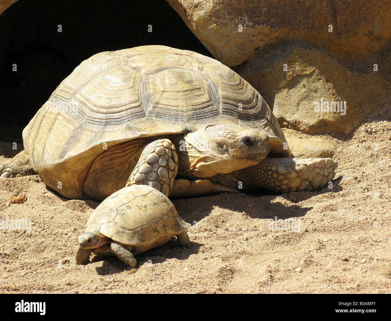 Turtles in desert Stock Photo - Alamy