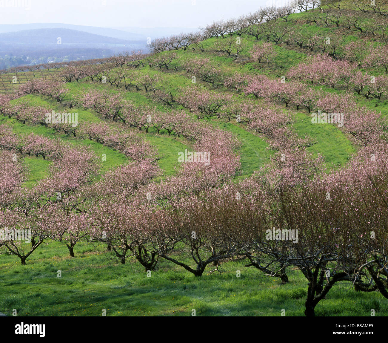 Peach orchard hi-res stock photography and images - Alamy