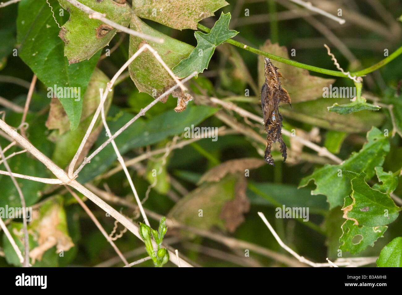Heliconius butterfly pupa hi-res stock photography and images - Alamy