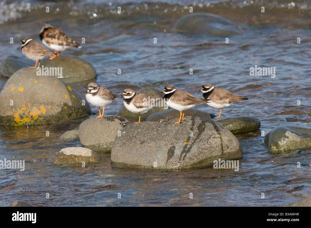 Charadrius hiaticular -line of ringed plovers resting at high tide ...