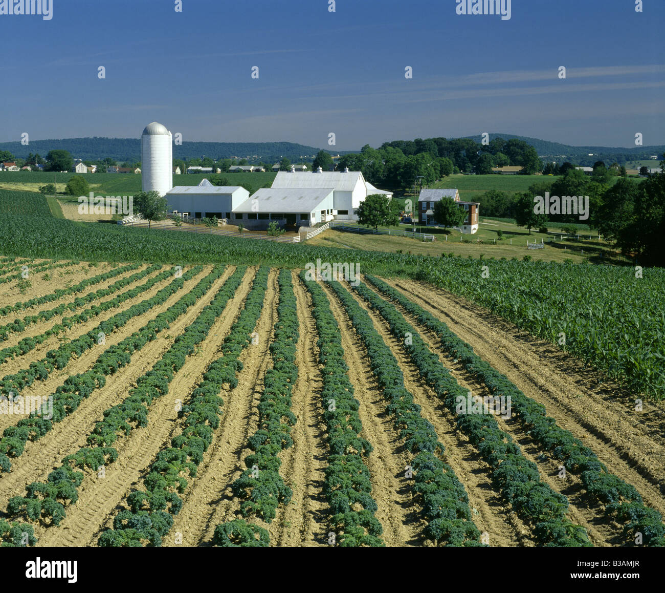 FIELD OF KALE Stock Photo - Alamy