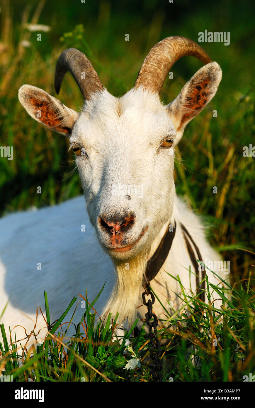 portrait of Goat,farm and farming concept Stock Photo - Alamy