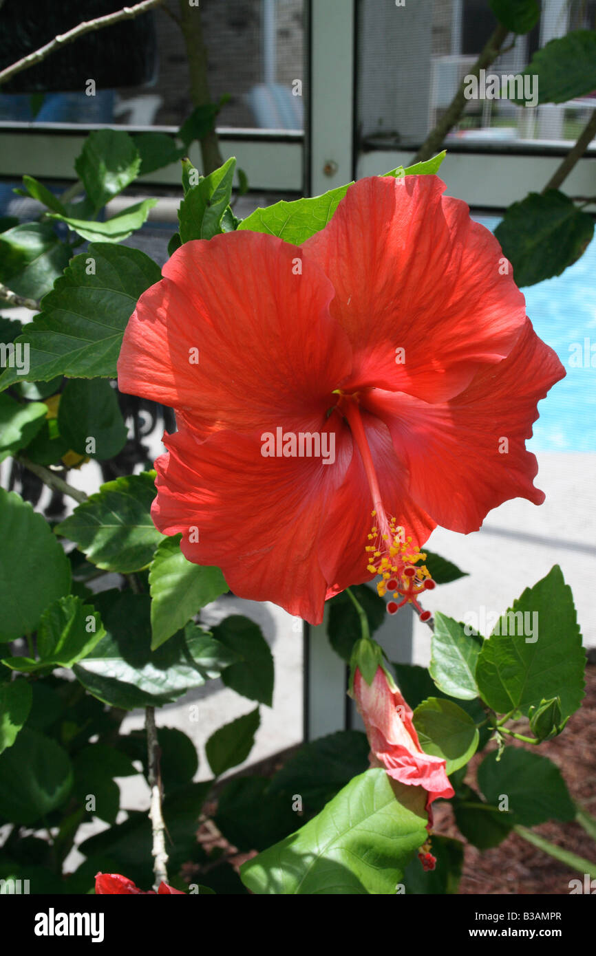 Hibiscus shrub red flower hi-res stock photography and images - Alamy