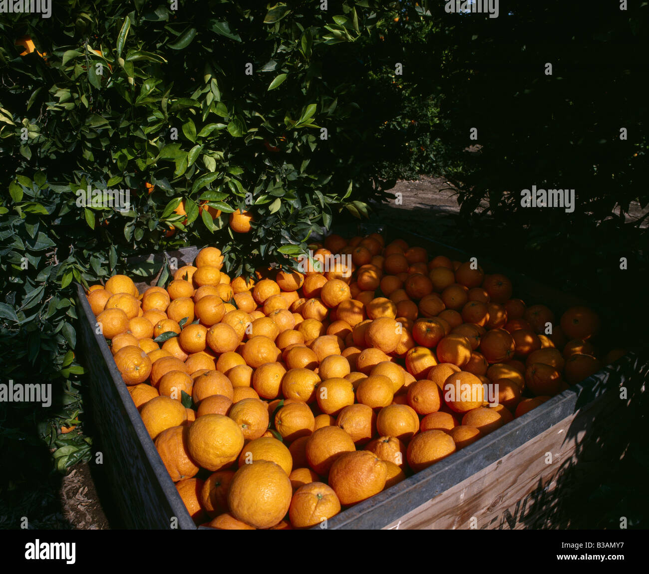 HARVESTED NAVEL ORANGES / CALIFORNIA Stock Photo - Alamy