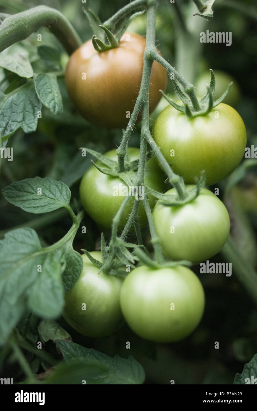 Tomatoes growing on the vine Stock Photo - Alamy