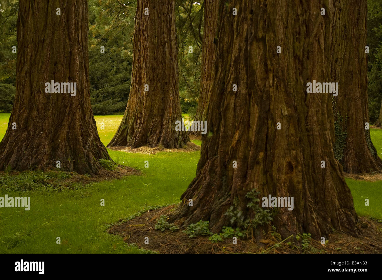 Tree trunks in the Forest Stock Photo - Alamy