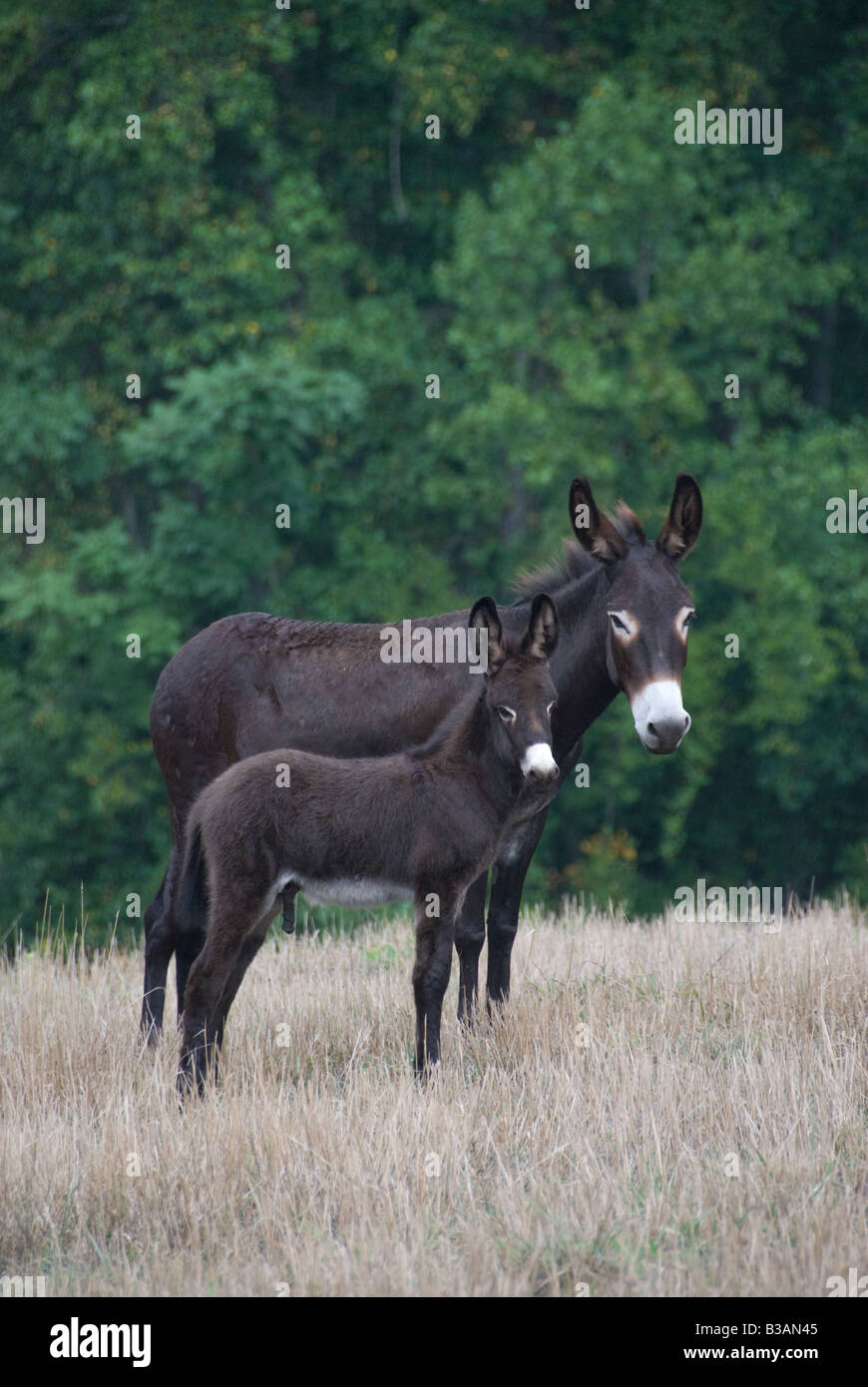 female mule and baby in field Stock Photo - Alamy