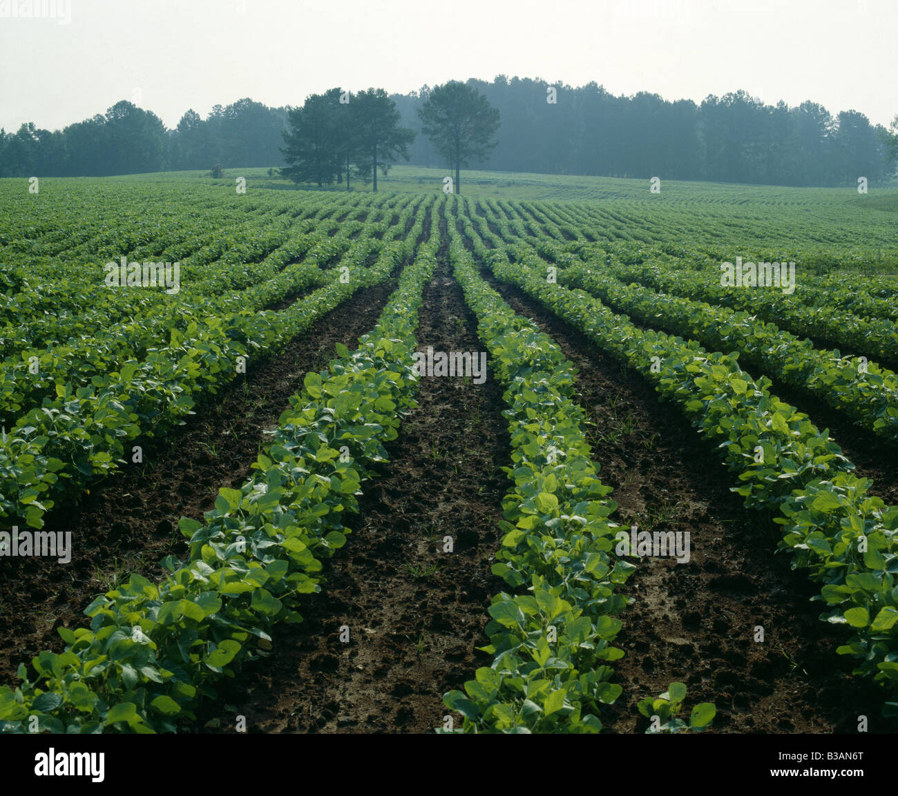 VIEW OF SOYBEAN FIELD / ALABAMA Stock Photo - Alamy