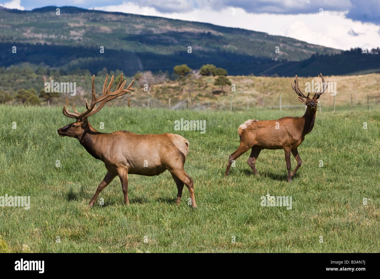Elk two bulls Colorado Stock Photo - Alamy