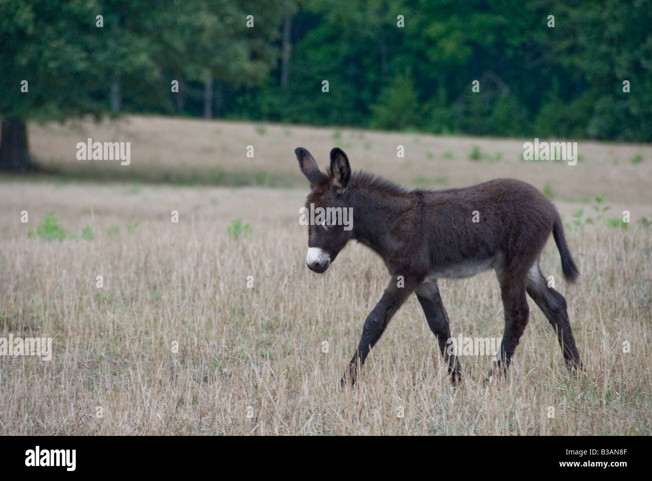 Young donkey walking Stock Photo - Alamy