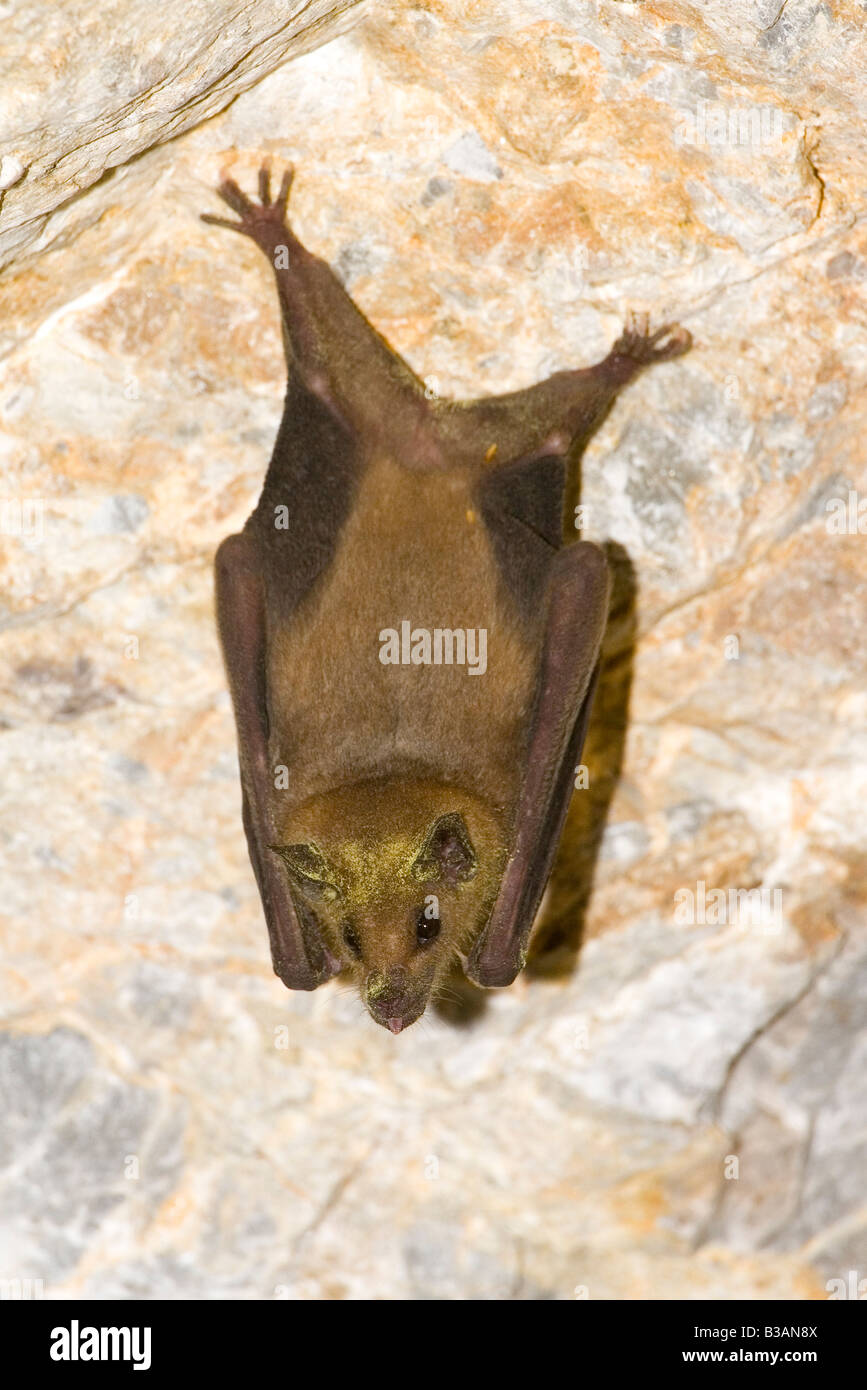 Lesser Long-nosed Bat Leptonycteris curasoae Stock Photo - Alamy