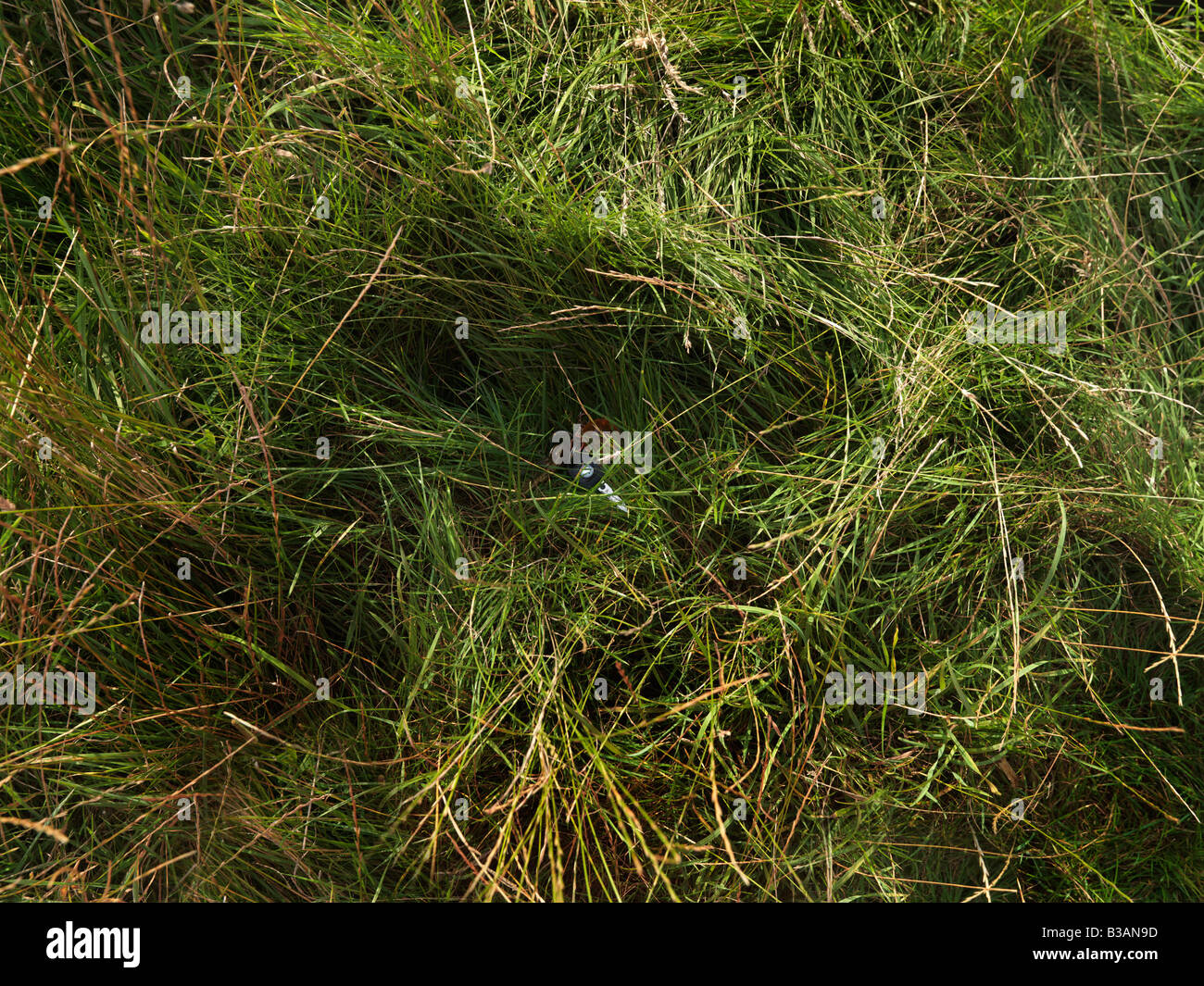 Keys Lost in Long Grass Stock Photo - Alamy