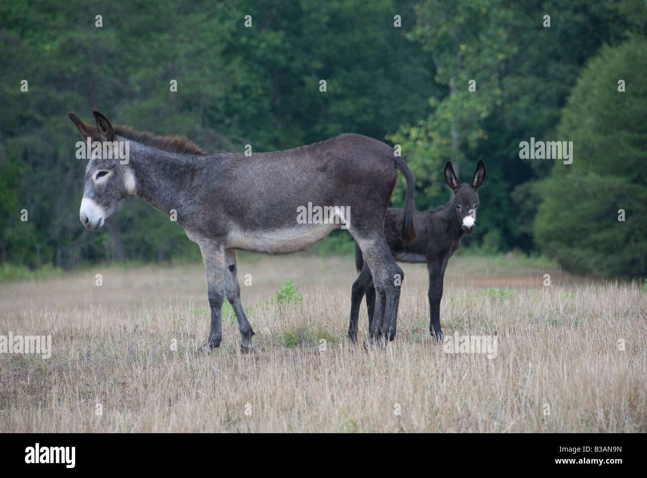 Mother and Baby donkey Stock Photo - Alamy