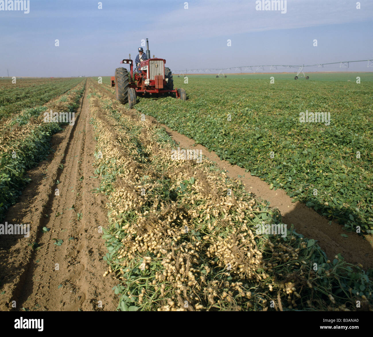Farmer harvesting peanuts hi-res stock photography and images - Alamy