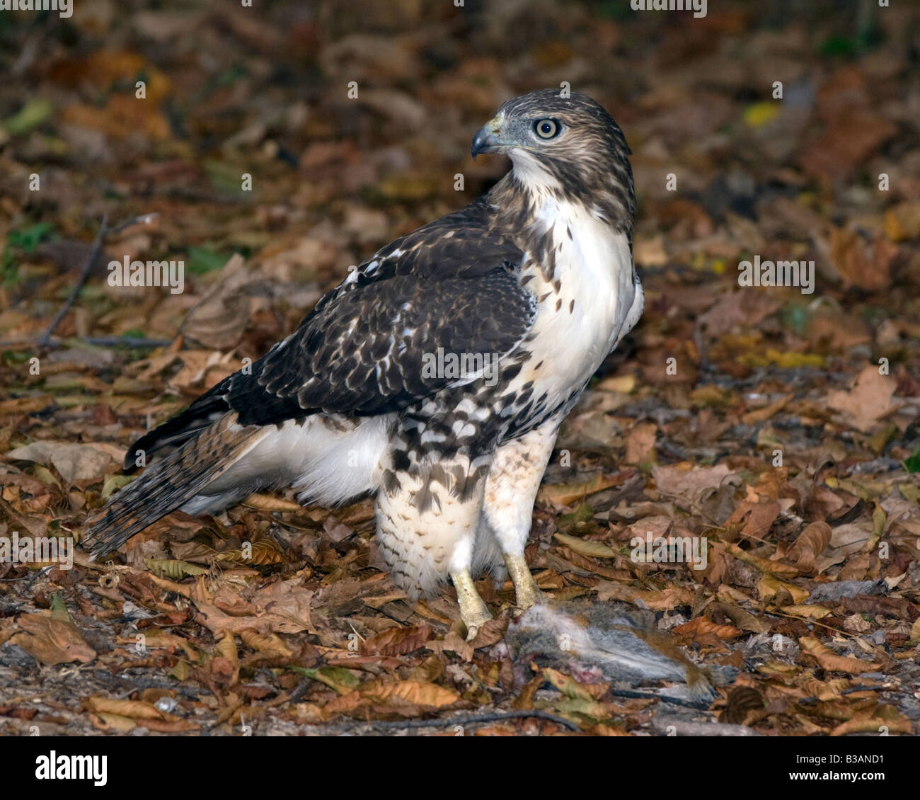 Red-tailed hawk (Buteo Jamaicensis) in Northern Virginia Stock Photo ...