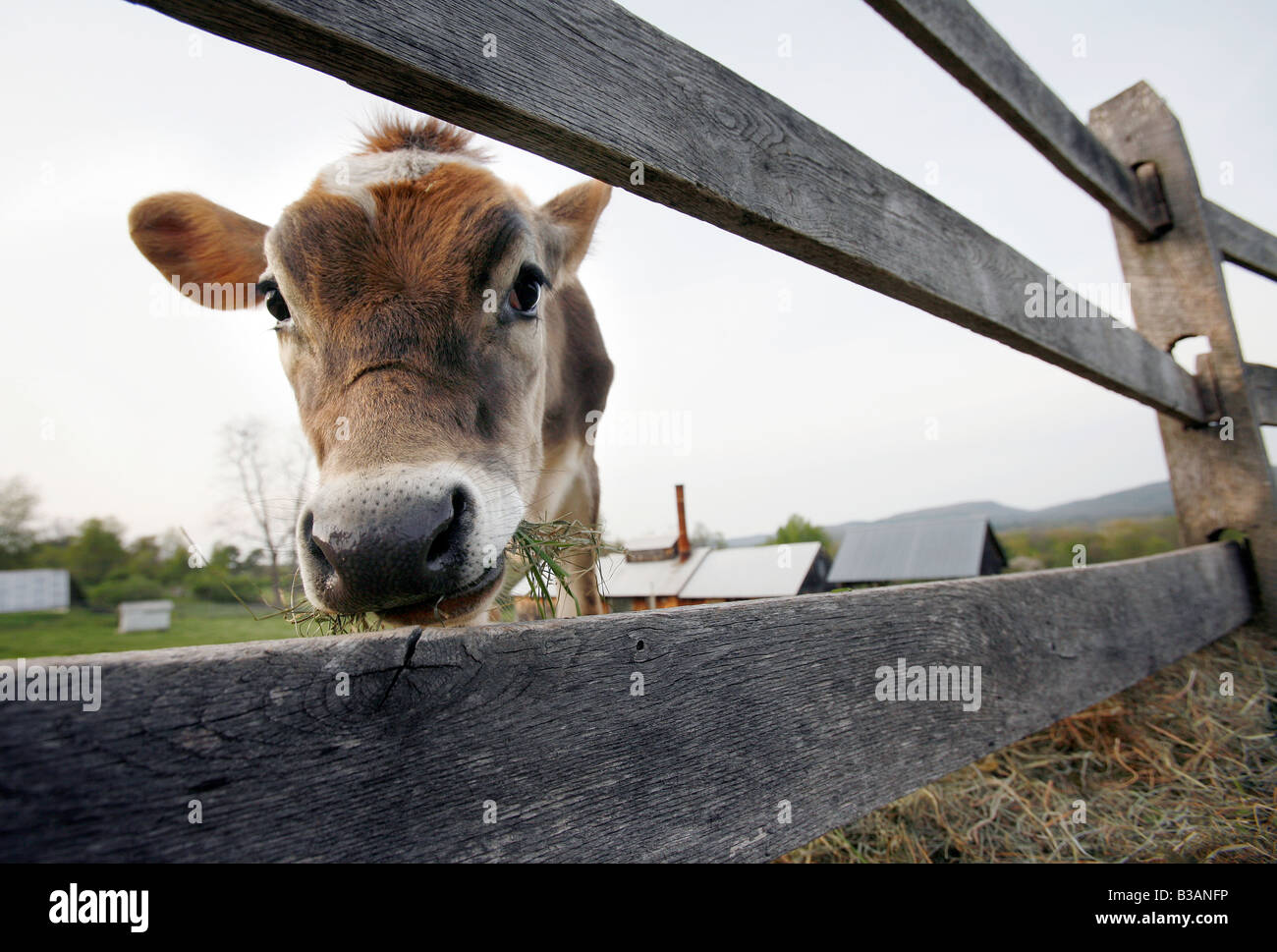 Dairy cow fence enclosure, Western Massachusetts Stock Photo - Alamy