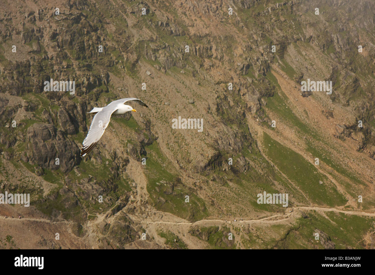 Bird flying over Mount Snowdon, Snowdonia, Wales, UK Stock Photo - Alamy