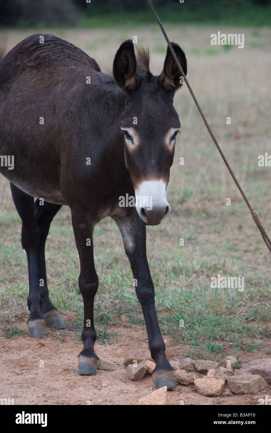 Female donkey walking Stock Photo - Alamy