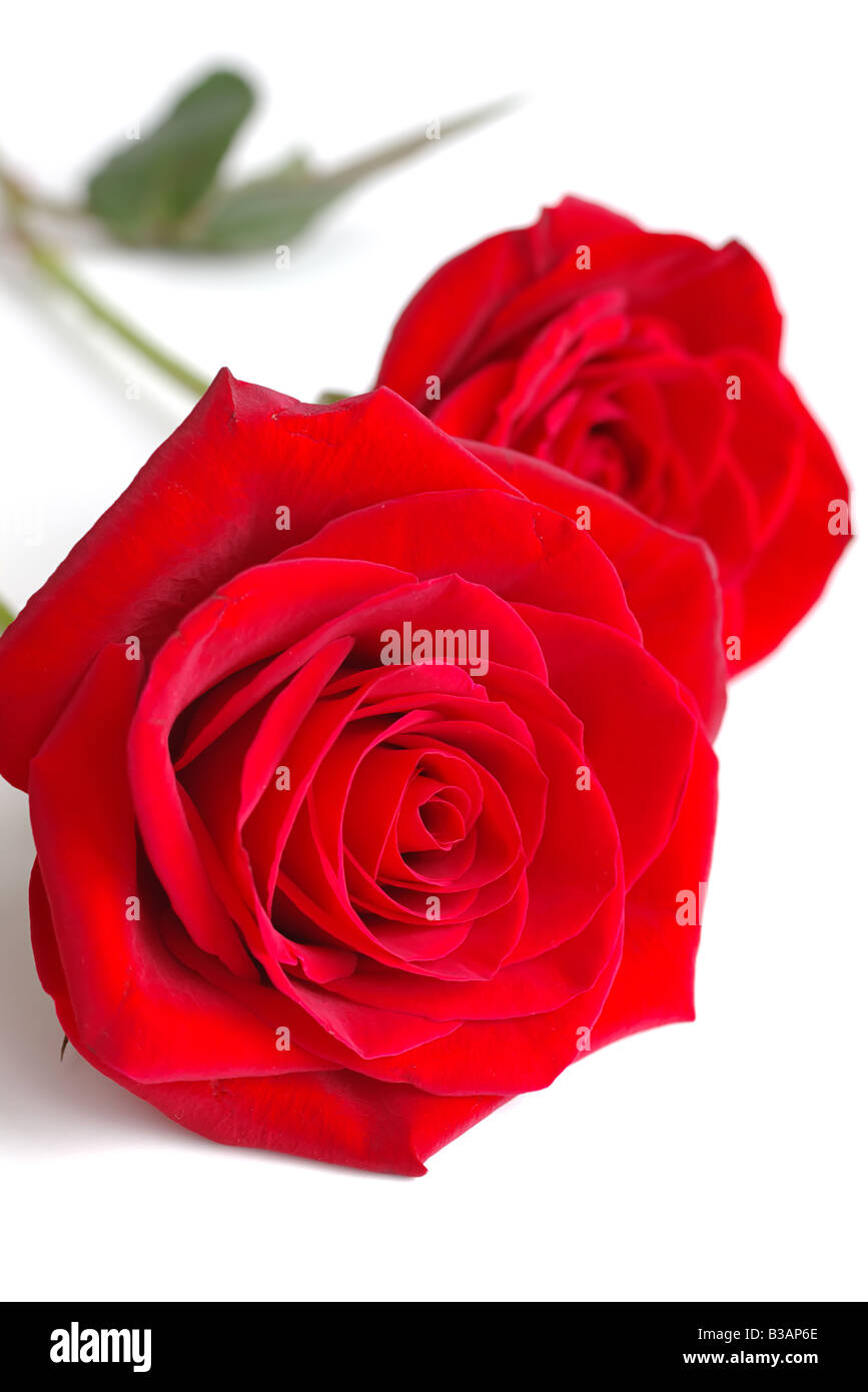Red roses on white background Stock Photo - Alamy