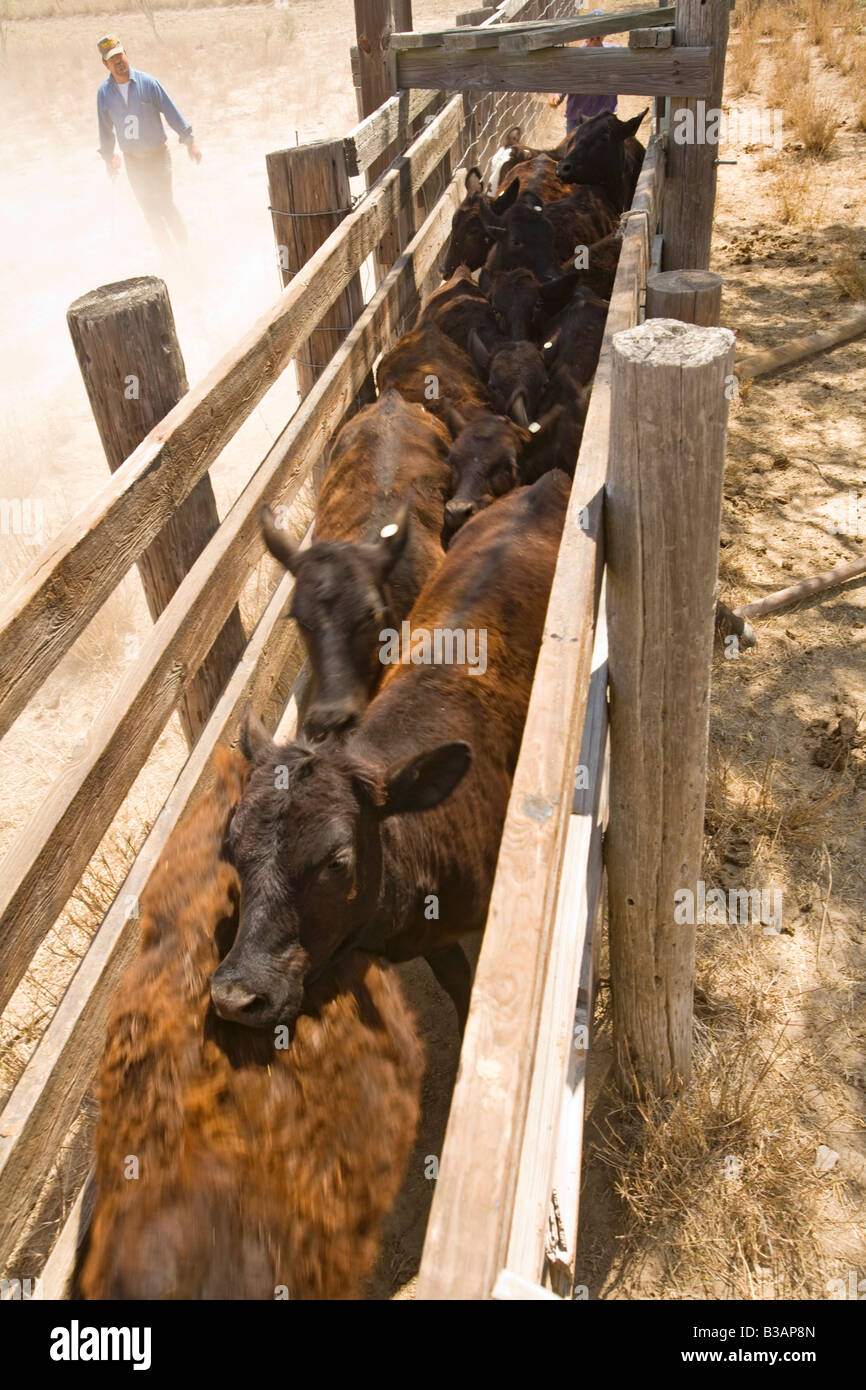 Loading cattle hi-res stock photography and images - Alamy