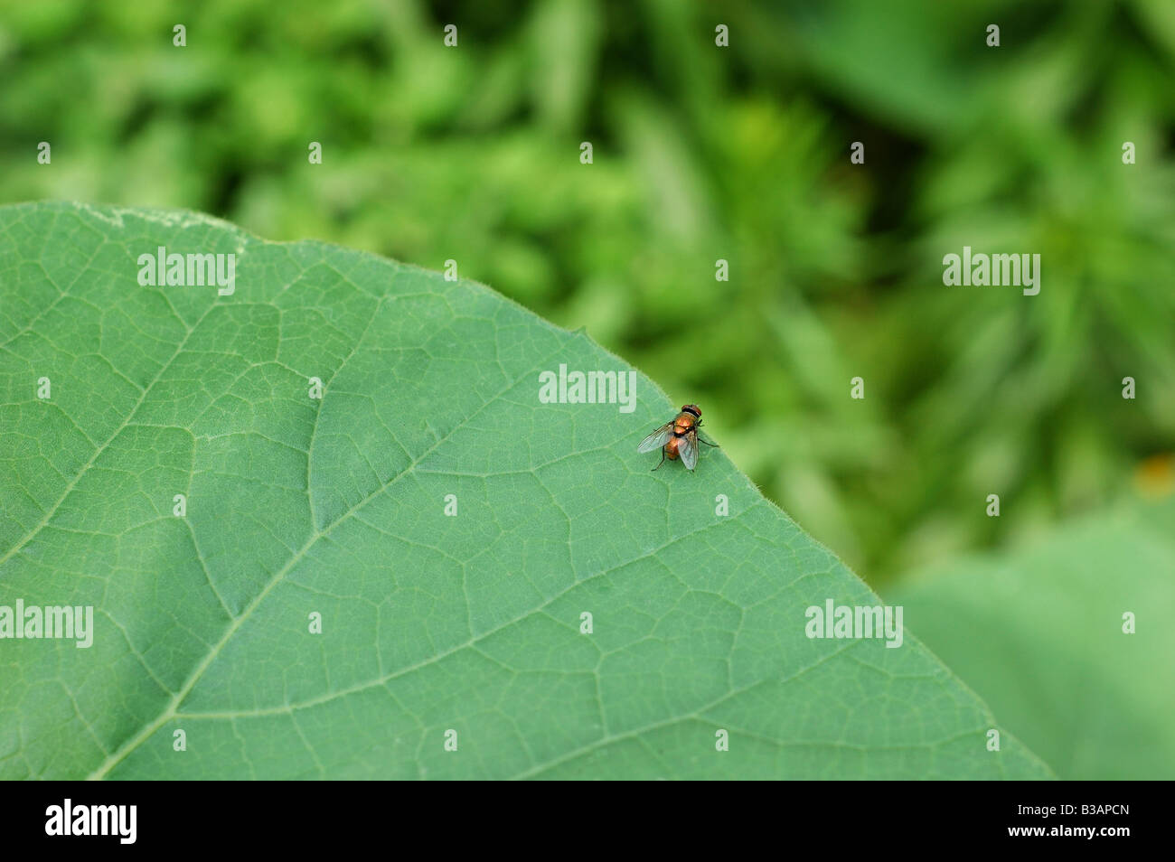 Edge of a leaf hi-res stock photography and images - Alamy
