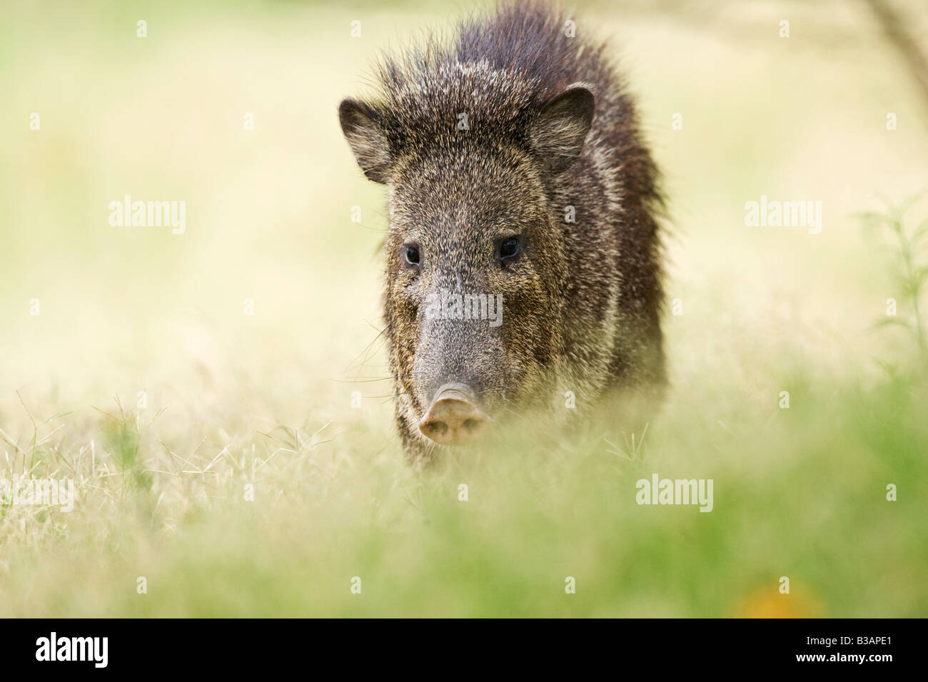 Javelina hi-res stock photography and images - Alamy