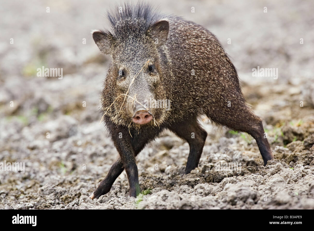 Javelina hi-res stock photography and images - Alamy