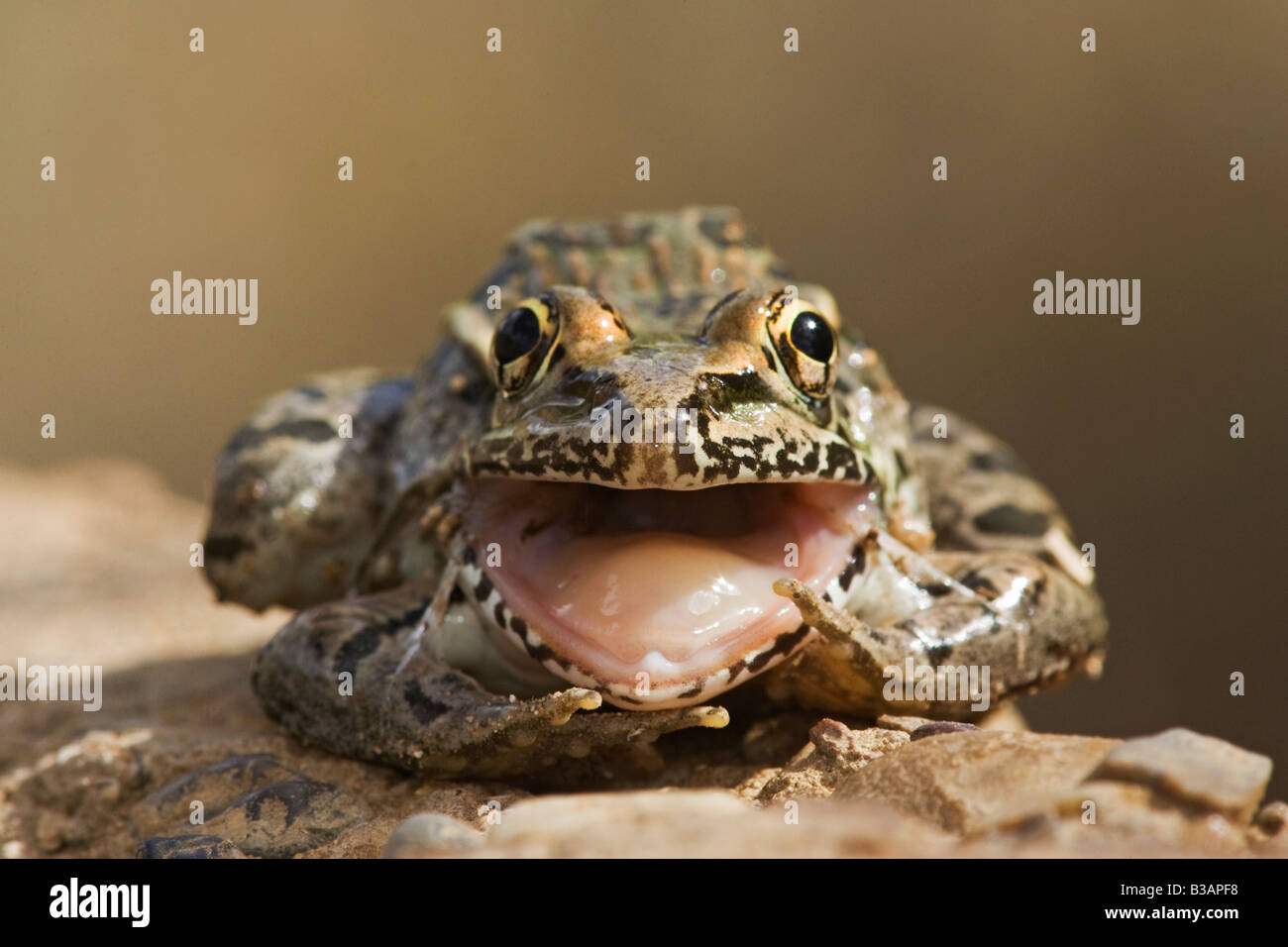 Leopard frog hi-res stock photography and images - Alamy