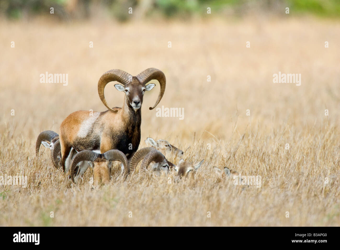 Mouflon sheep hi-res stock photography and images - Alamy