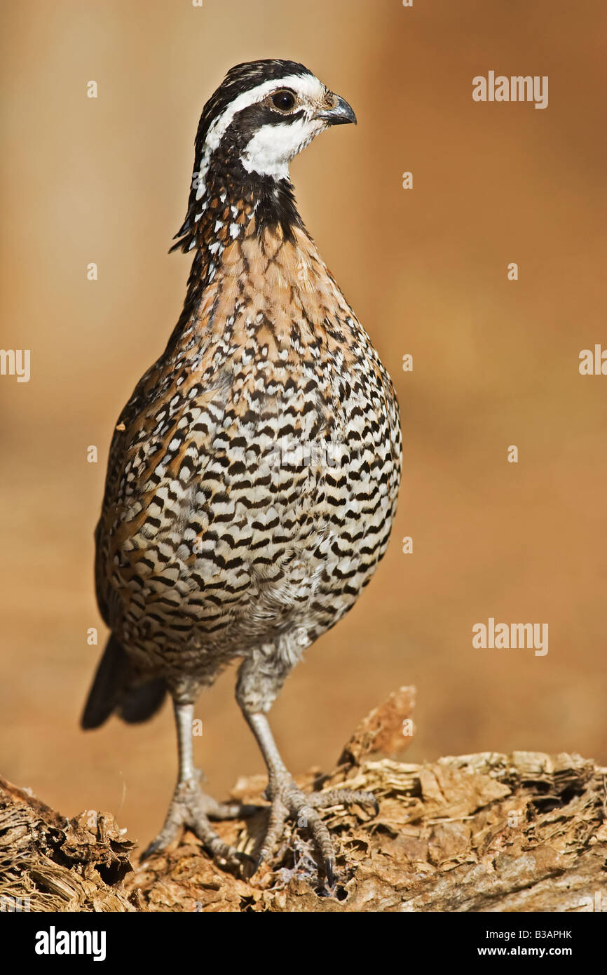 Northern bobwhite quail hi-res stock photography and images - Alamy